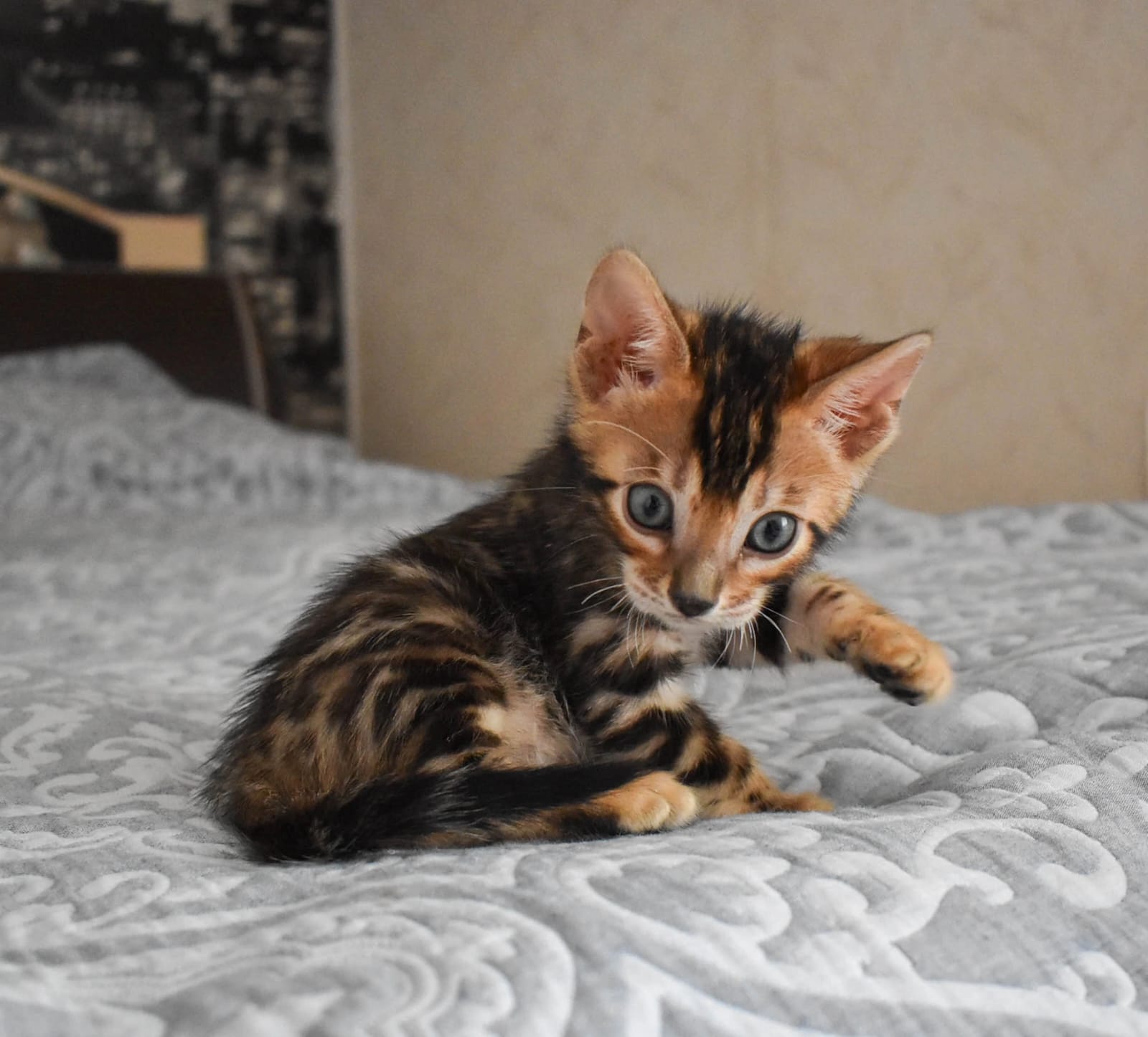 Кittens - Purebred Kittens - find and buy purebred kitten in US