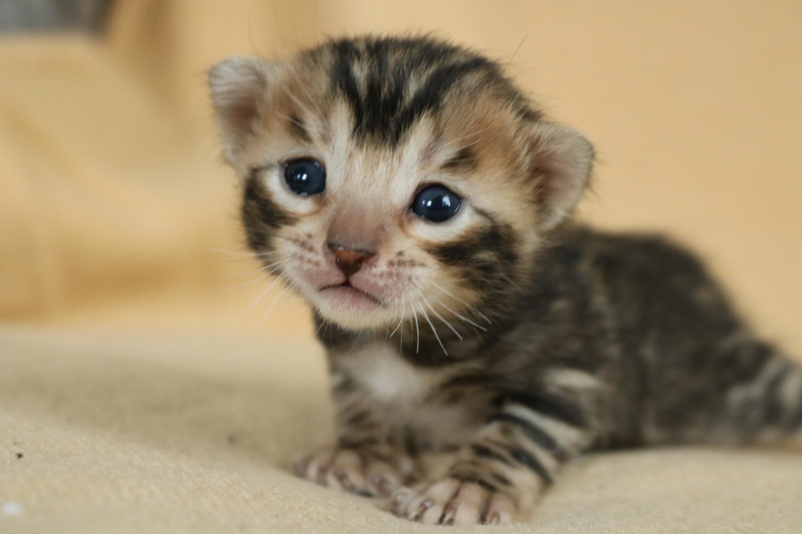 Кittens - Purebred Kittens - find and buy purebred kitten in US