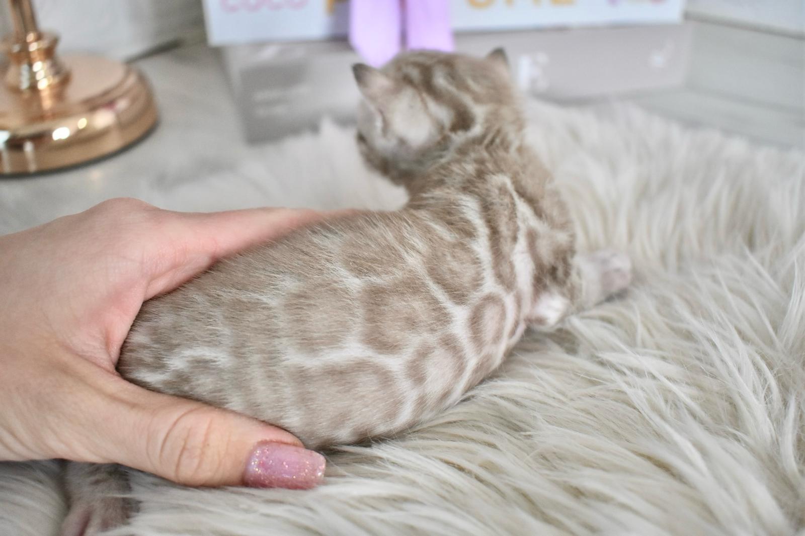 BEN E2-2025 - Purebred Kittens - find and buy purebred kitten in US