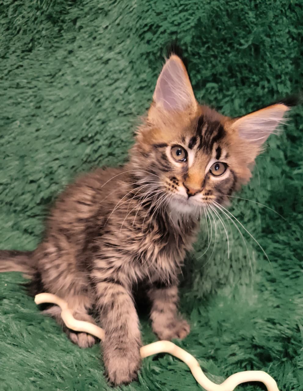 MCO Eremey - Purebred Kittens - find and buy purebred kitten in US